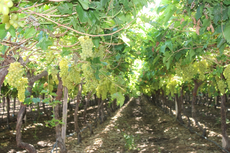 Grape exports reach N$800m in 2016 - The Namibian
