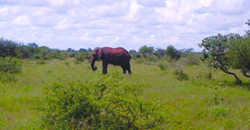 Hochfeld elephant destroyed - The Namibian