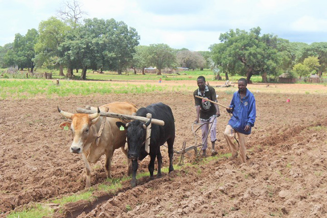Farmers urged to make the best of the rains - The Namibian