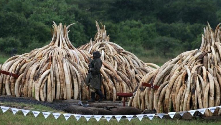 UN gathering rejects southern African bids to trade ivory, rhino horn ...