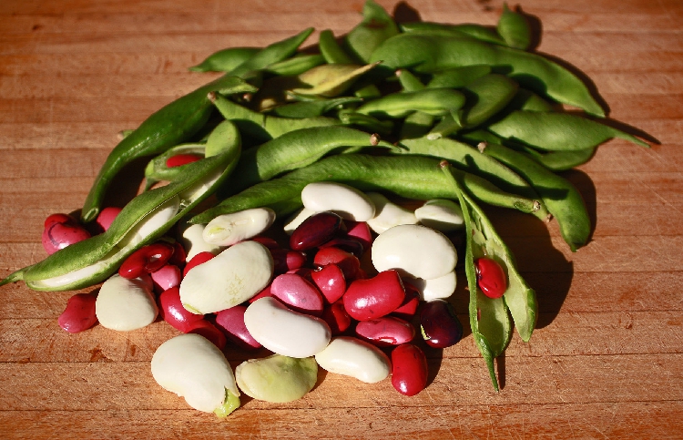 Crops and Gardening...How to grow Beans - The Namibian