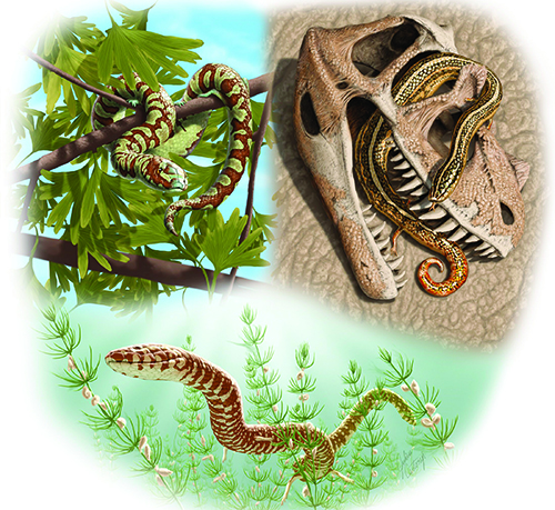 Remarkable fossils push back snake origins by 65-m years - The Namibian