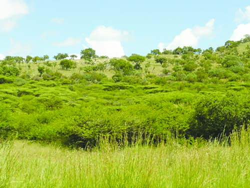 What comes after bush control? - The Namibian