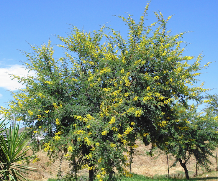 Red spike-thorn or confetti spike-thorn and common spike-thorn ...