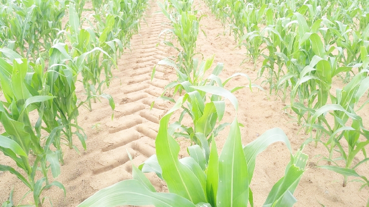 Namibia heads for maize self-sufficiency - The Namibian