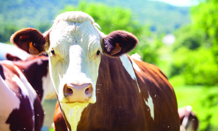 Ministry lifts FMD measures in Zambezi - The Namibian