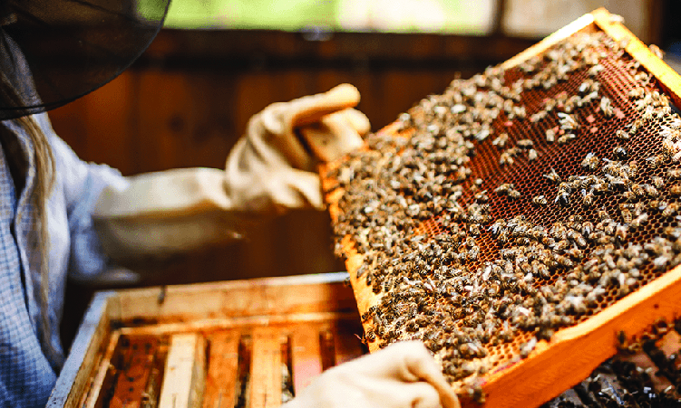 Müller empowers Swakopmund beekeeper - The Namibian