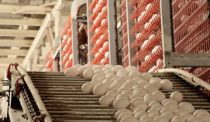 The Fundamentals of Egg Production - The Namibian
