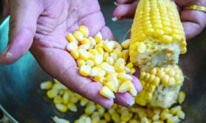 NAB sets new white maize floor price - Business - The Namibian