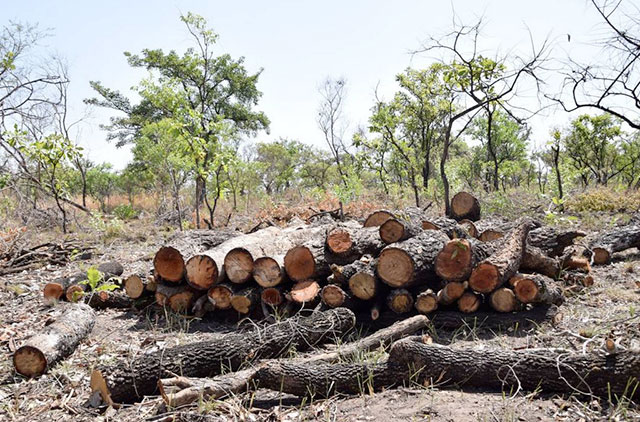 Govt suspends commercial harvest of mopane trees in Kunene - National ...