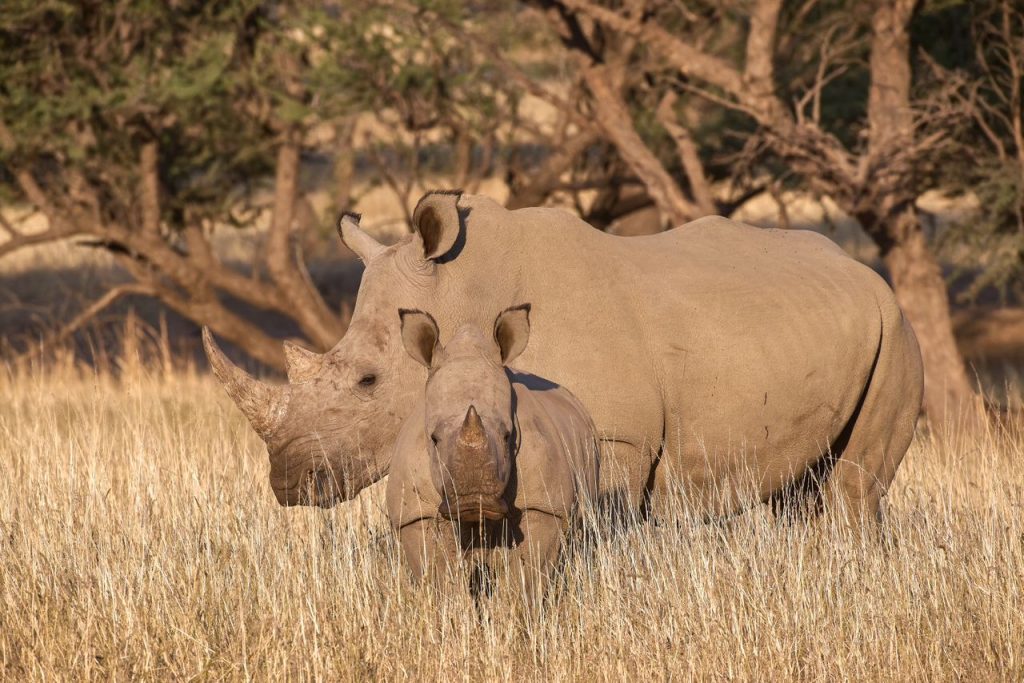 654 suspects arrested for poaching - Top Story 1 - The Namibian