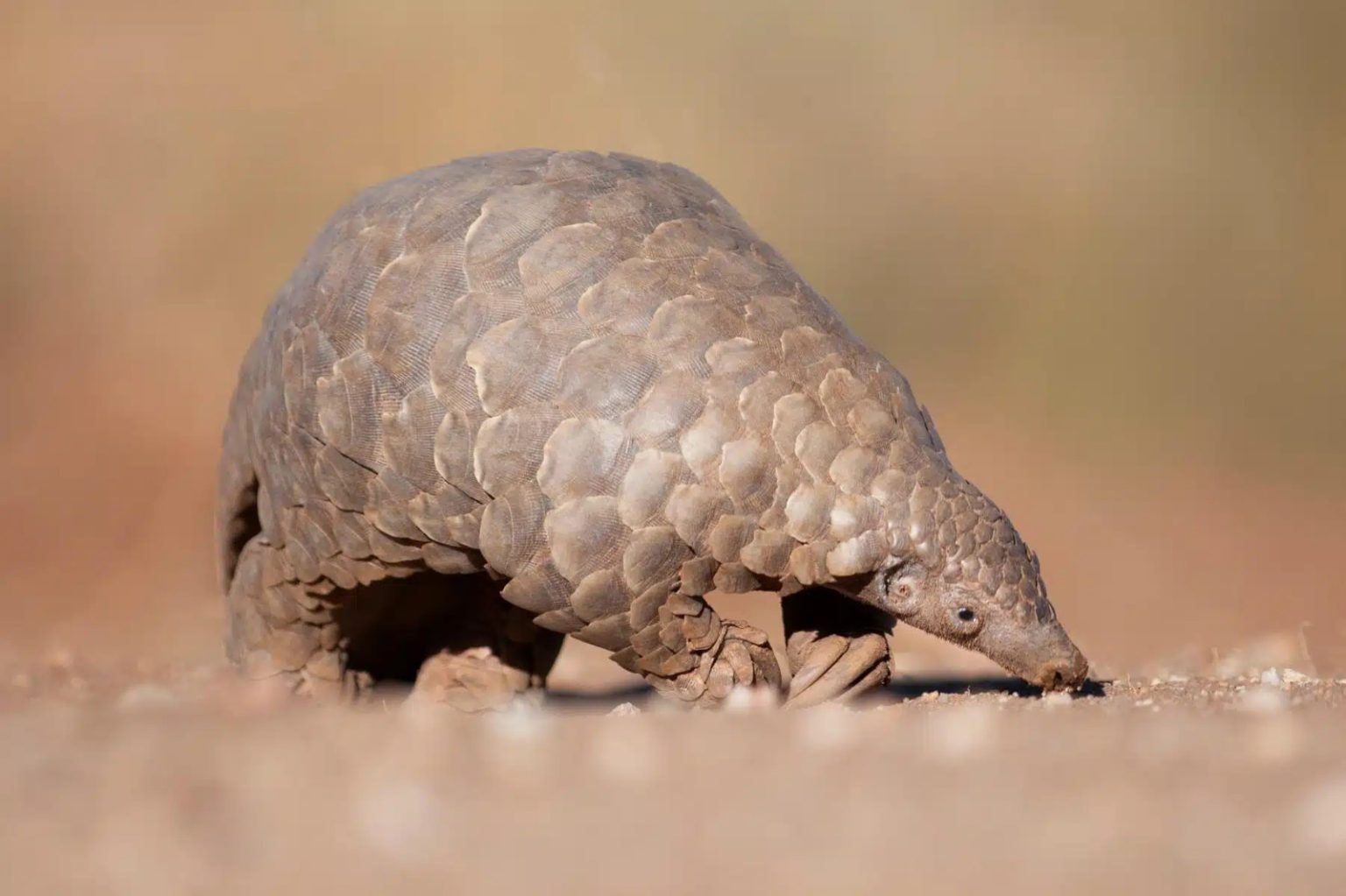 Over 500 pangolins poached since 2018, environment ministry's Muyunda ...