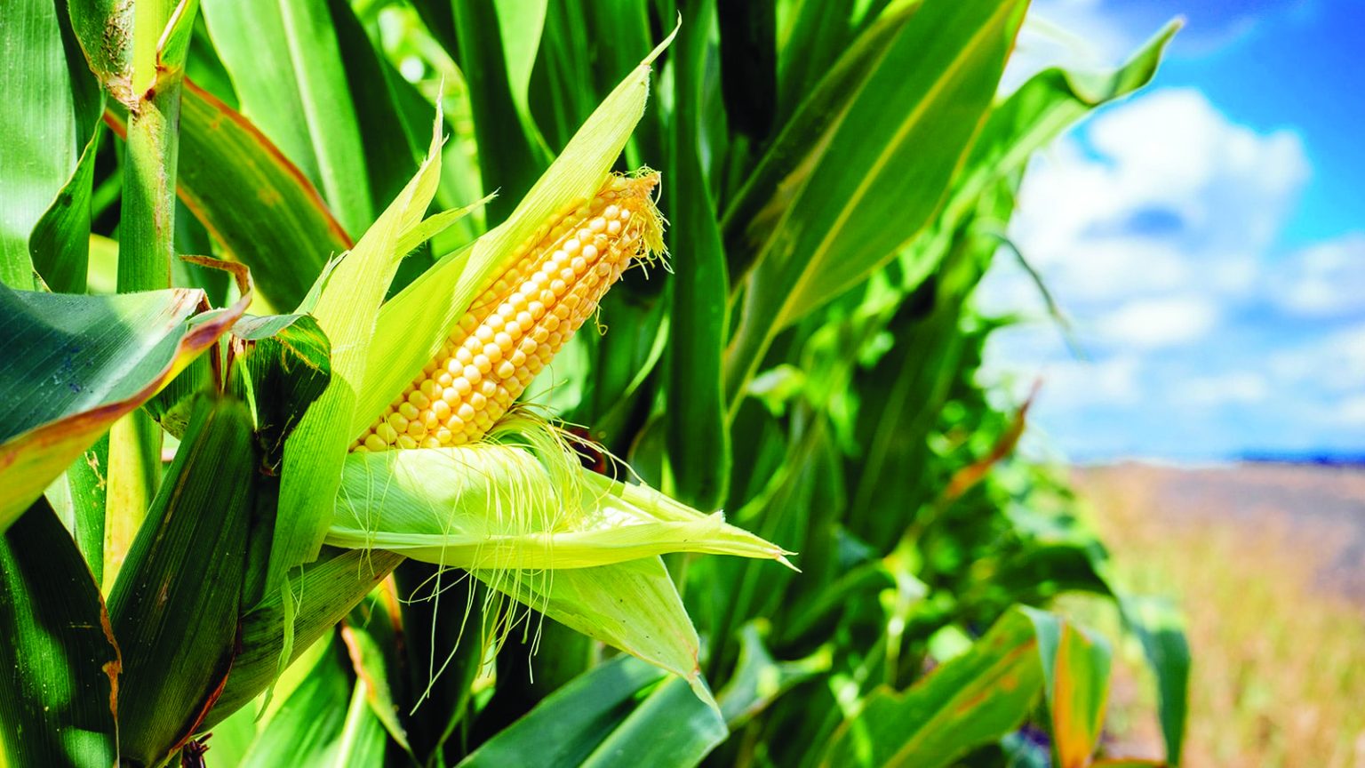 Ndonga Linena expects 5 710-tonne maize harvest - National - The Namibian