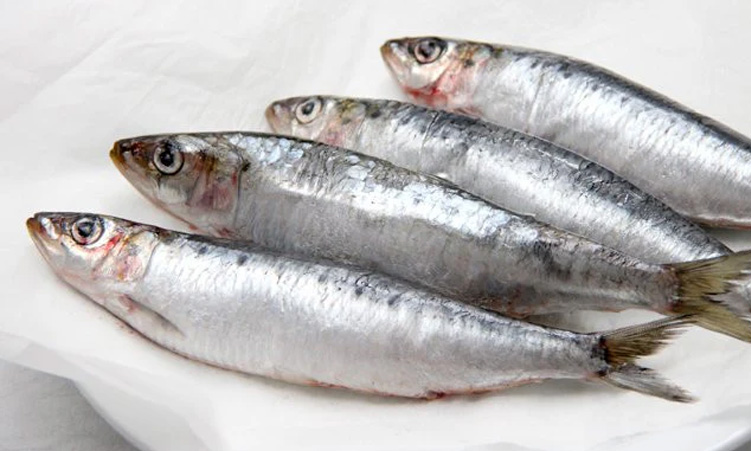 Over 1 000 tonnes of pilchard caught despite moratorium, as debate over ...