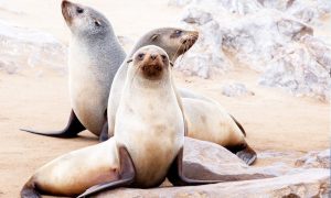 Namibia records first case of seal rabies - National - The Namibian