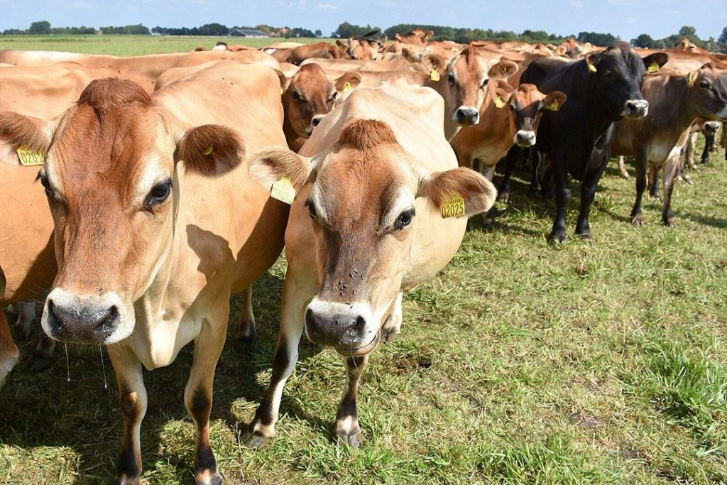 Namibia’s cattle marketing drops by 58% in Q1 2025 - News - The Namibian