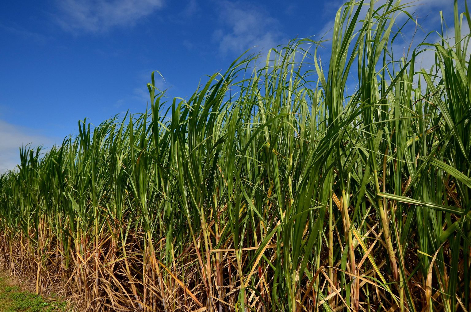 Feasibility study on sugar plantation, processing plants conducted in ...