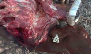 Six translocated white lions allegedly kill four cows in Zambezi ...