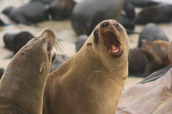 Rabies confirmed in Cape fur seal at Walvis Bay – first-ever case among ...