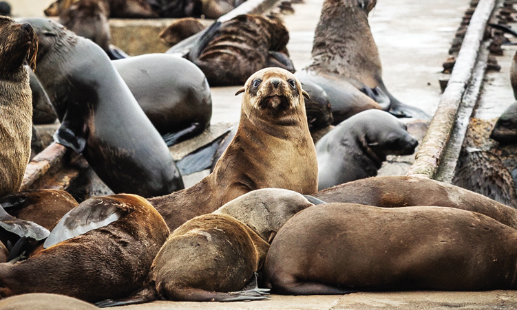 Rabies detected in Namibia’sCape Fur Seals for first time - News - The ...