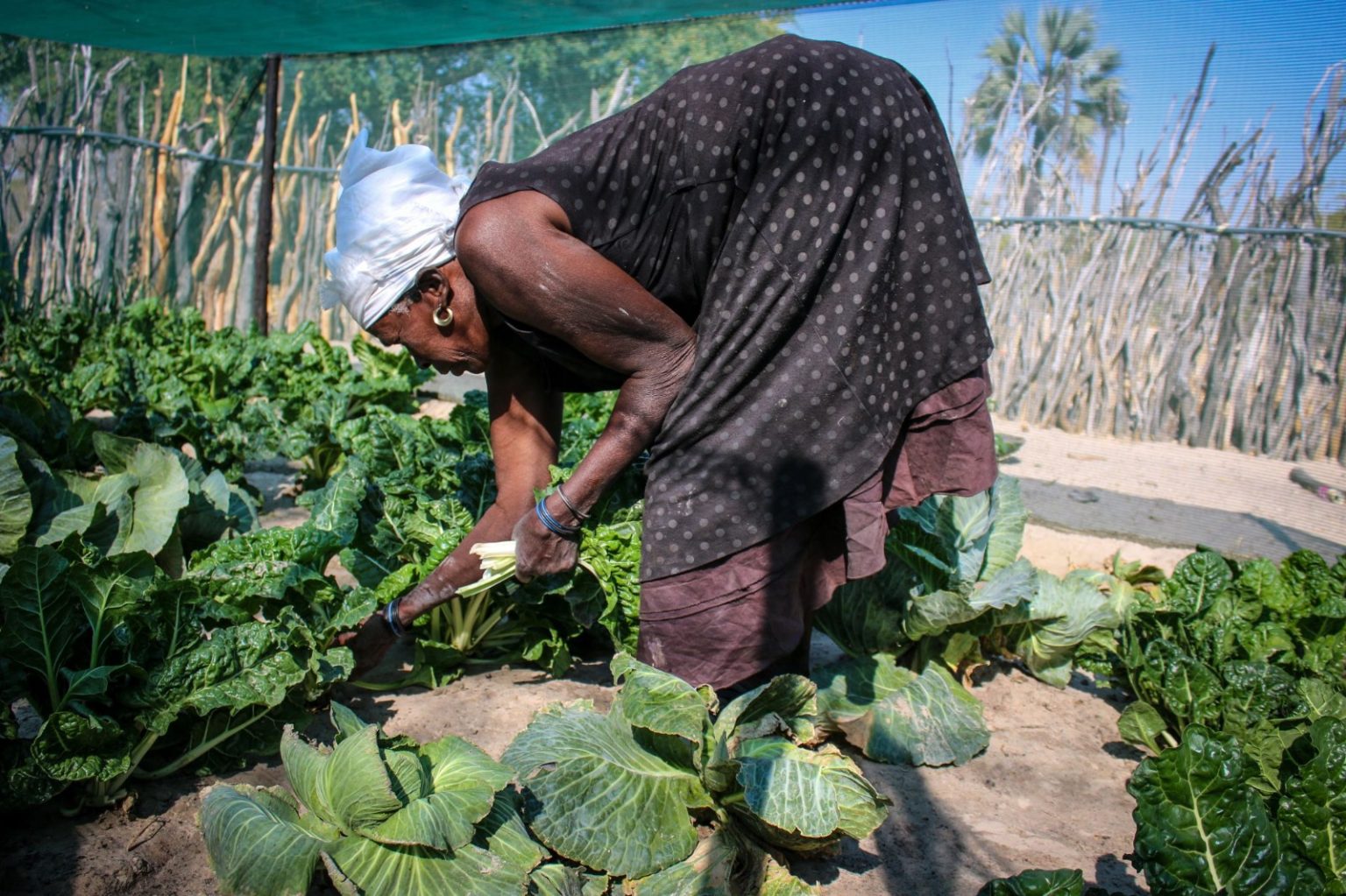 WFP empowers farmers at Iikokola village to boost food production ...