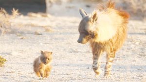 Ten years to capture rare hyena stalking ghost town - National - The ...