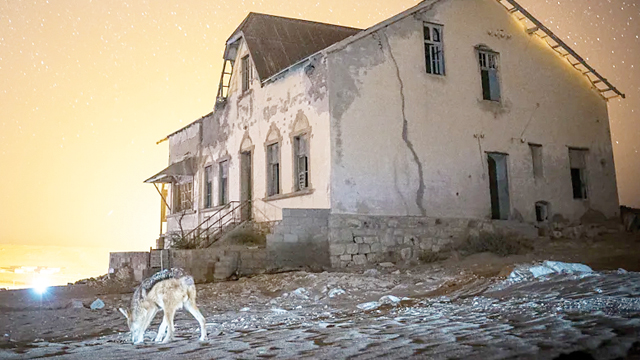 Ten years to capture rare hyena stalking ghost town - National - The ...