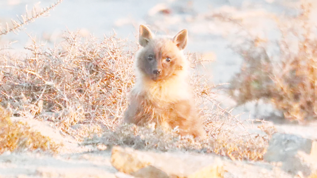 Ten years to capture rare hyena stalking ghost town - National - The ...