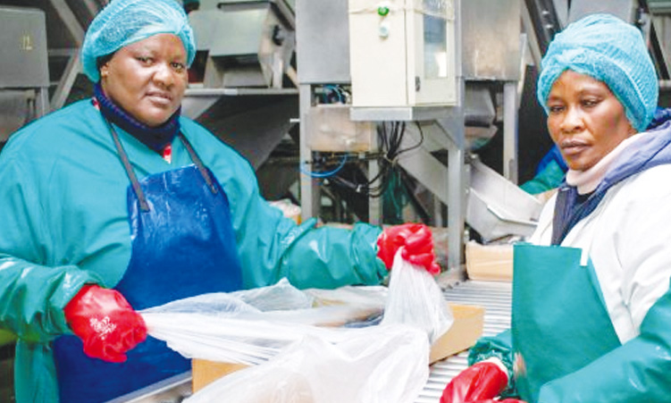Gendev workers claim N$17m in salaries stolen - National - The Namibian