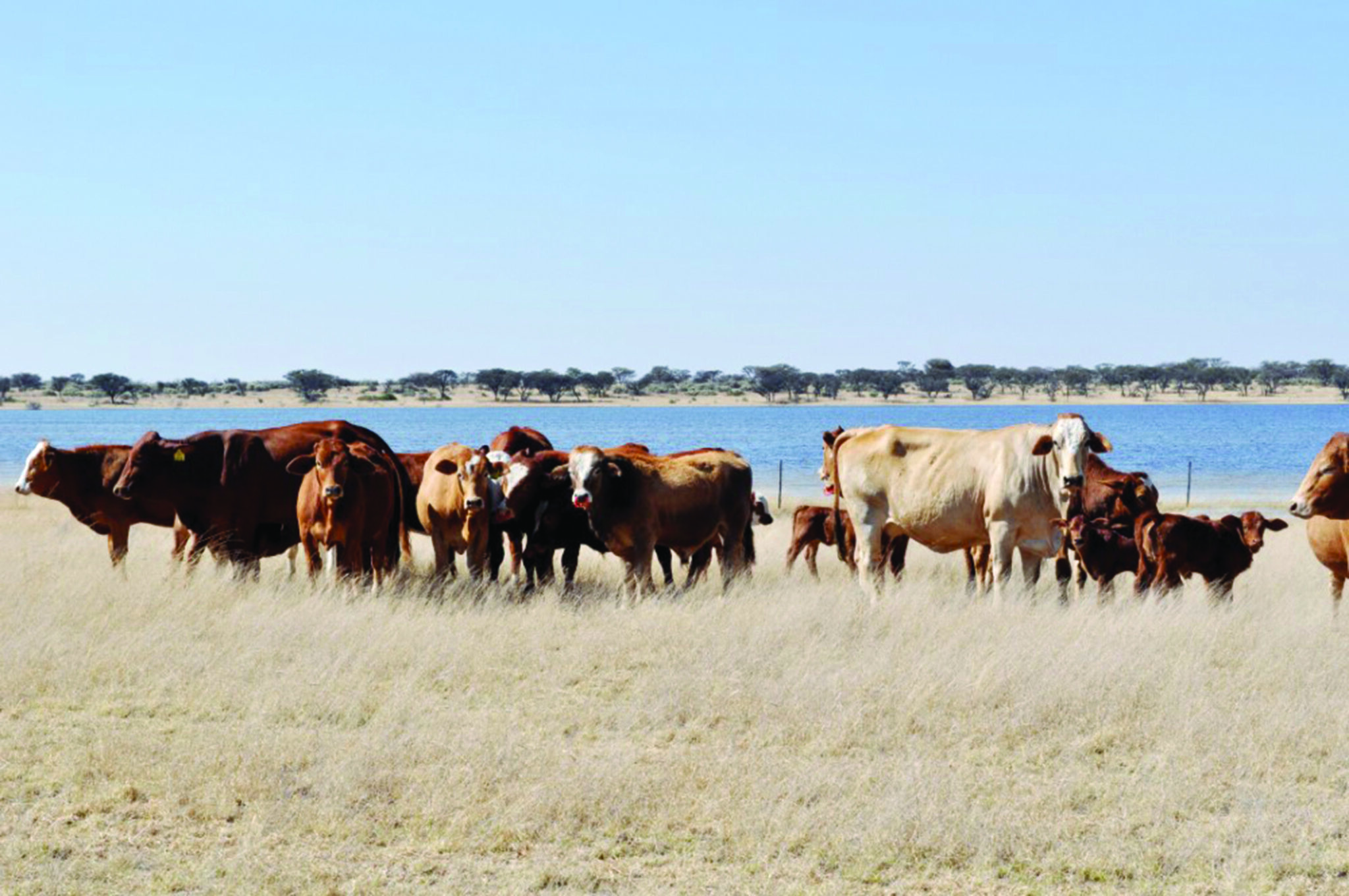 FMD vaccines to shoot beef sector in foot, industry warns - News - The ...