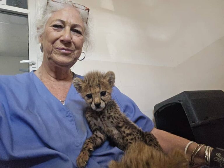 Cheetah conservation and farmers can coexist in Namibia – CCF founder ...