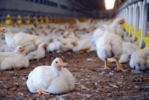 Poultry producers welcome market share promotion scheme - Business ...